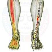 Extensor Hallucis Longus – Alexander Method of SMR — SMRtips